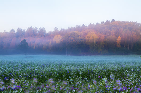Vibrant Meadow Under Autumn Sky Expressing Nature's Grandeur ...