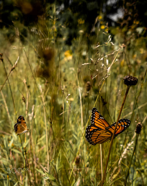 Monarch Butterfly in Meadow Representing Freedom and Transformation ...