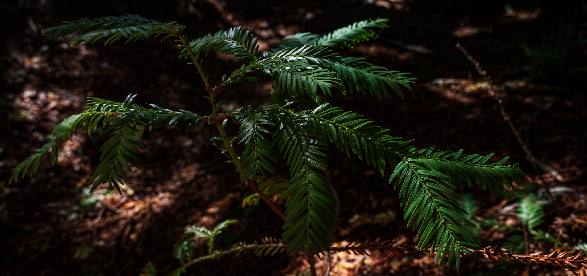Young Evergreen Plant Symbolizes New Beginnings and Enduring Life by ...