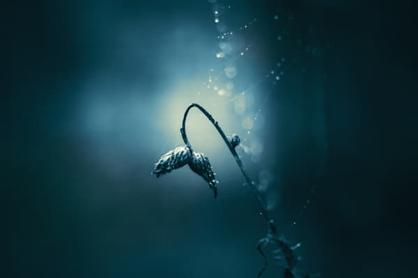 Submerged Plant in Deep Water Evoking Mystery and Solitude | nature ...