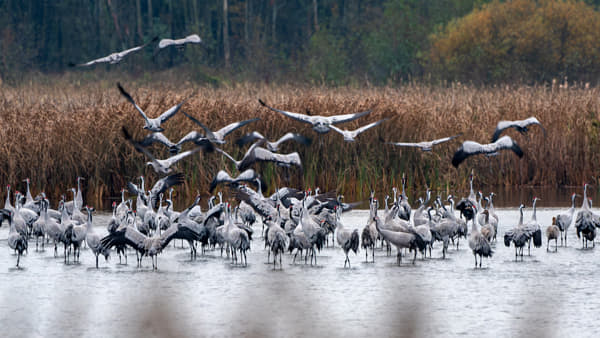 Flock of Cranes Takes Flight Over Wetlands Symbolizing Freedom and ...