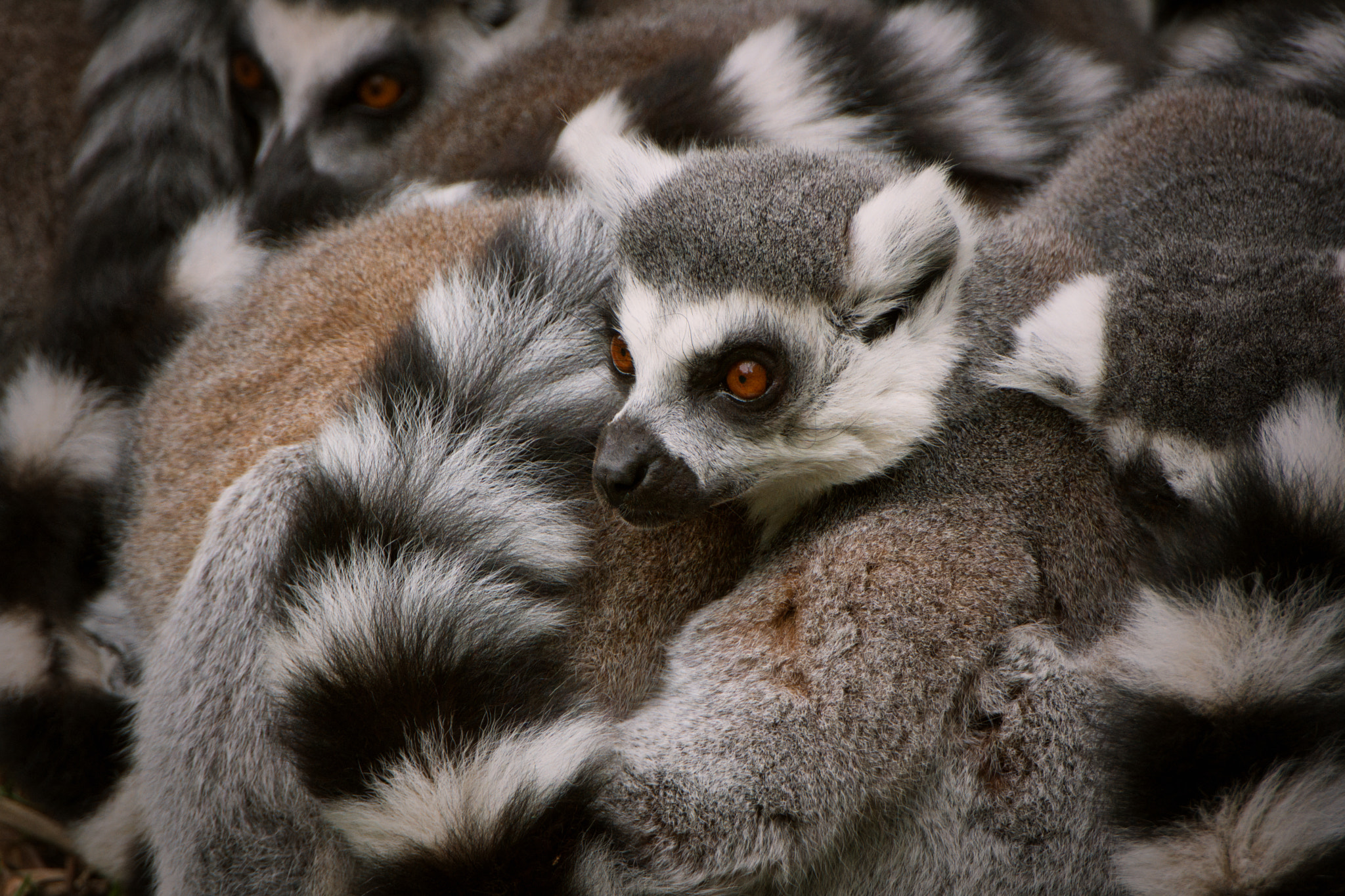 Lemurs Huddle Together in Display of Community and Belonging | nature ...