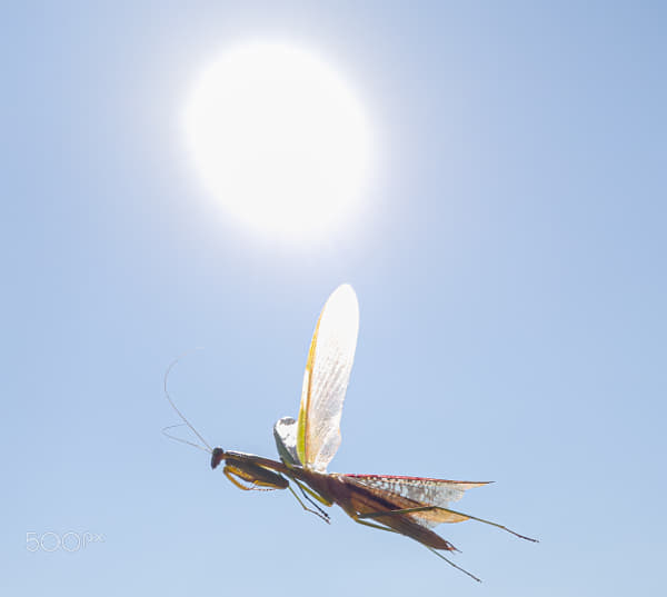 Insect Soars Under Bright Sun Symbolizing Freedom and Ephemeral Beauty ...