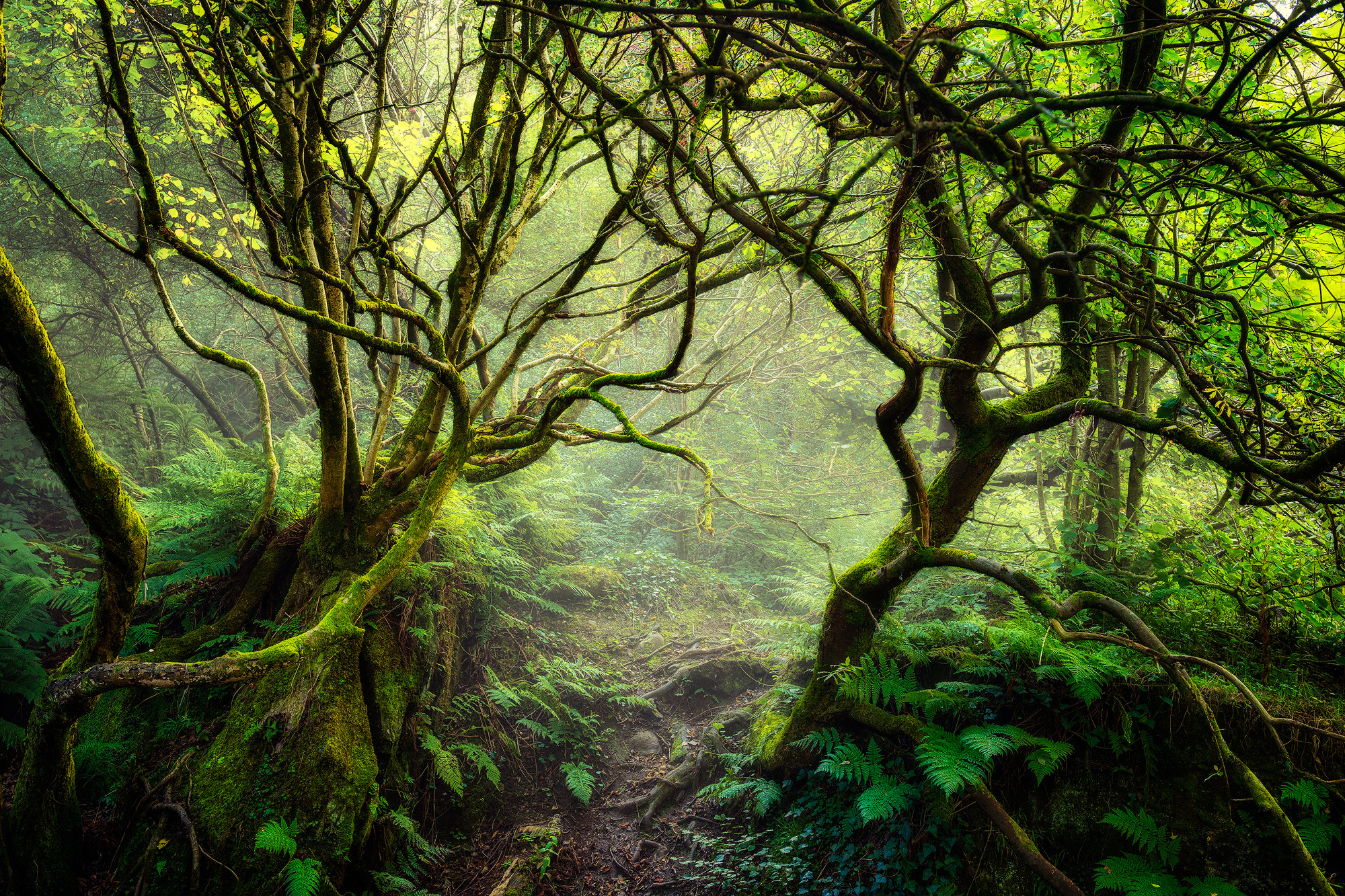 Misty Forest Trees Evoking Ancient Mystery and Ethereal Wilderness ...