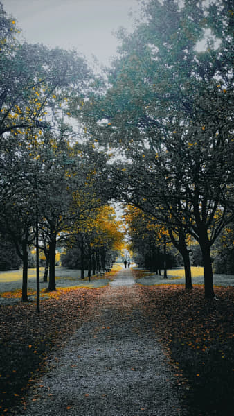 Autumnal Path Inviting Contemplation and Peaceful Solitude | landscape ...