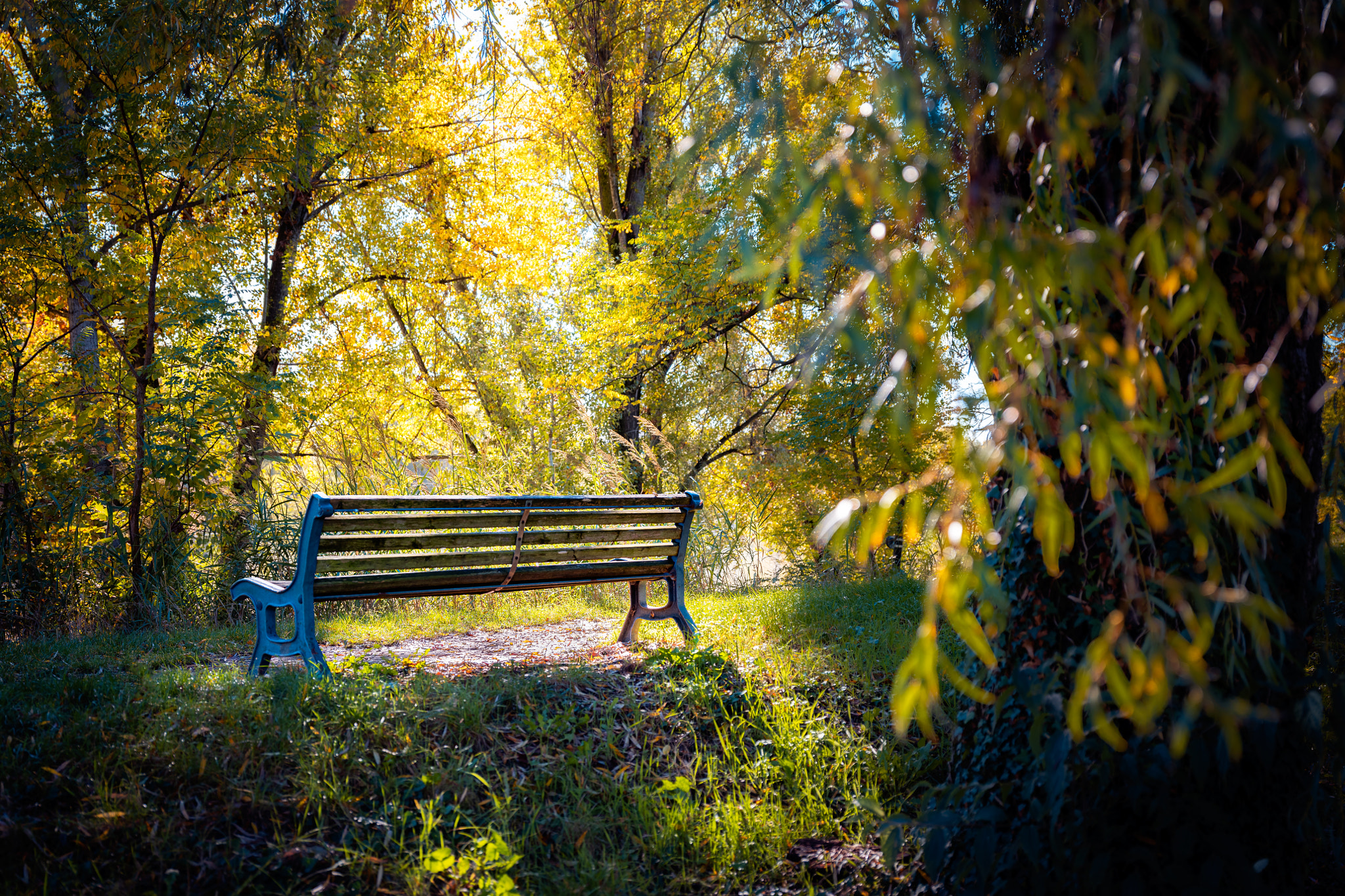 Empty Bench in Golden Woods, Evoking Solitude and Nature's Embrace ...