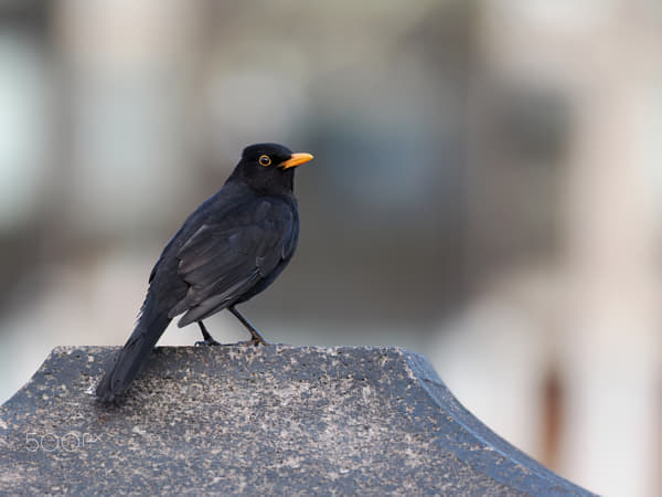 Confident Bird on Stone Wall Portraying Poise and Steadfastness ...