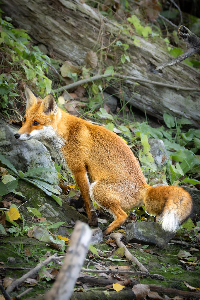 Agile Forest Animal Ascends Rocky Terrain with Instinctive Grace and ...