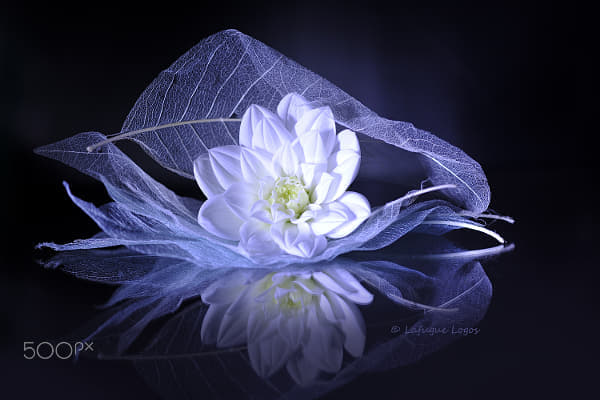 Delicate Bloom Symbolizing Purity and Fragile Beauty | nature photo by ...
