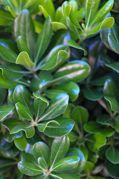 GREEN IS LIFE IN ALL TONES by Jorge Dorantes Gonzalez | 500px