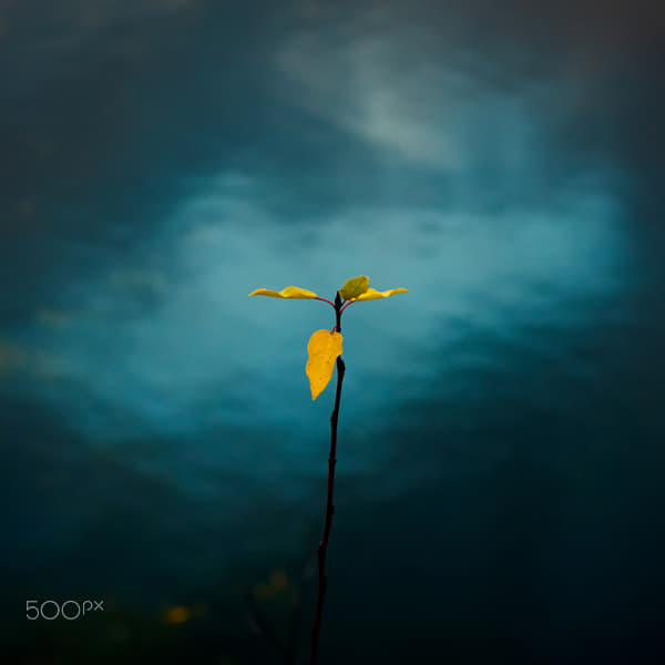 Delicate Sprout Emerges From Dark Depths Symbolizing Resilience and New ...