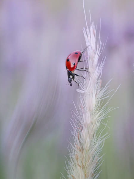 Ladybug Perched Symbolizes Delicate Balance and Natural Resilience ...