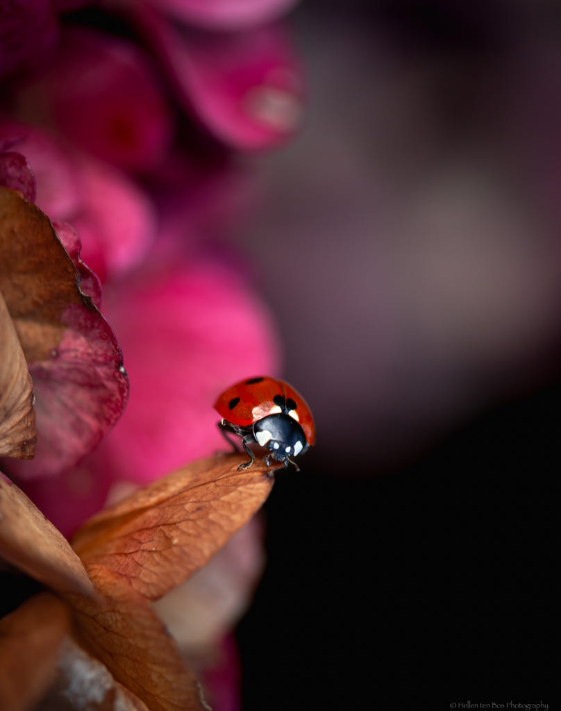 Ladybug on Delicate Petal Symbolizing Fragility and Natural Beauty ...