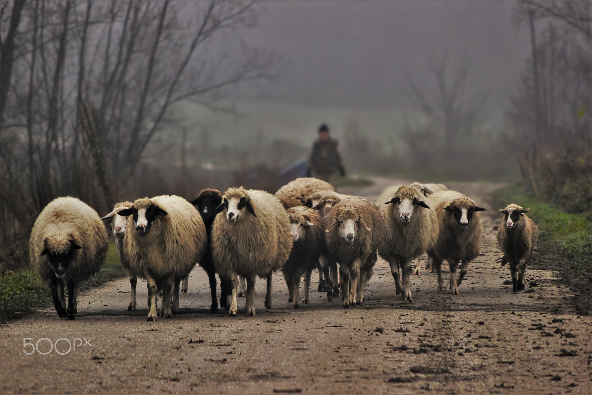 Shepherd Guiding Flock Through Mist Evoking Journey and Community ...