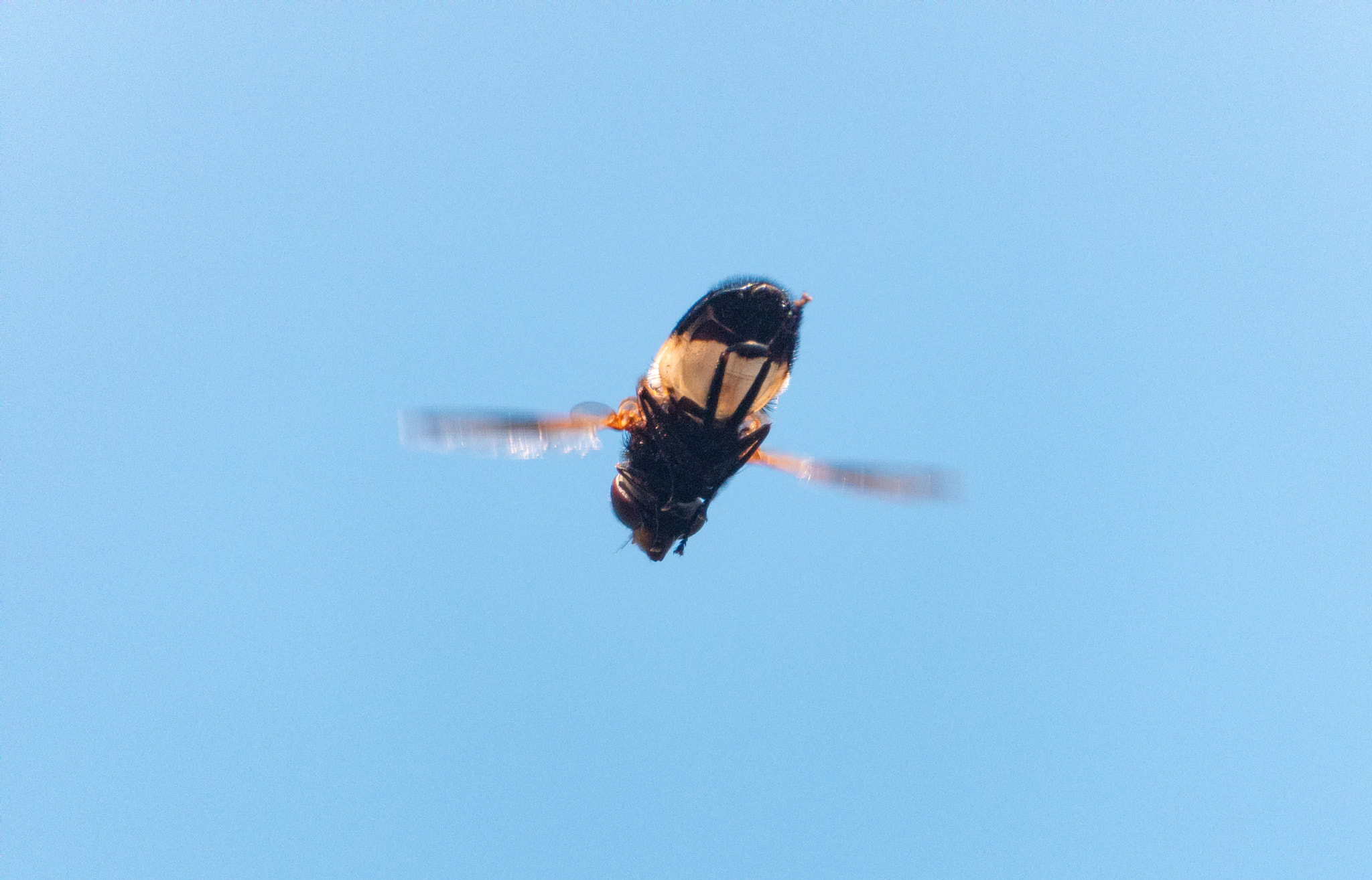 Tiny Insect in Flight Against Blue Sky Symbolizing Freedom | nature ...