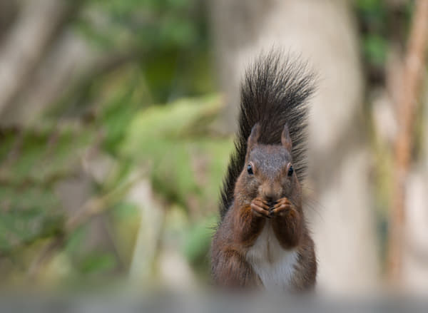 Curious Squirrel Observing Its Surroundings with Alertness | nature ...