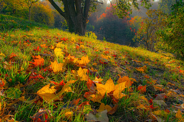 Autumn Leaves Adorning Hillside Reflecting Nature's Transient Beauty ...
