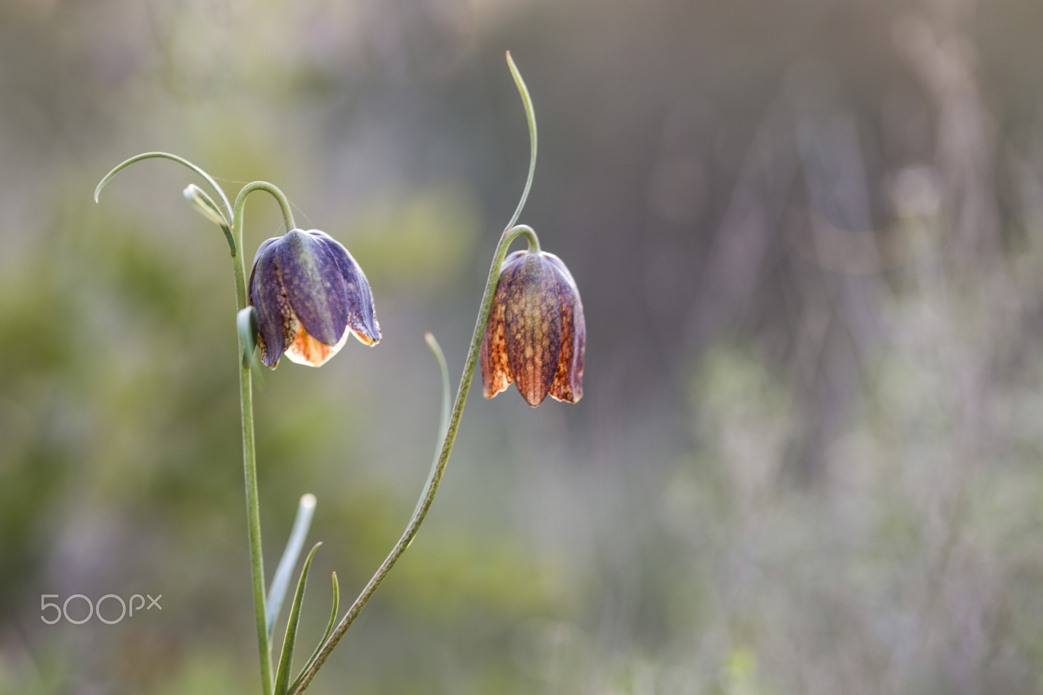 Delicate Blooms Displaying Fragility and Ephemeral Beauty | nature ...