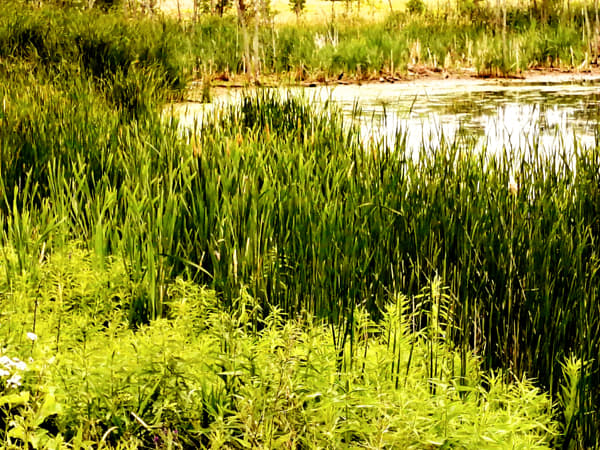 Reeds on a shoreline in Ontario by Nathaniel Brown | 500px