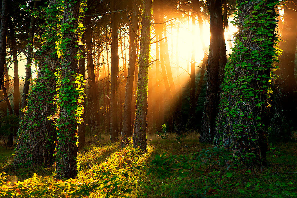 woman in rays by Tiger Seo | 500px