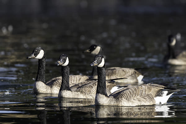 Charles Landis's Photos & Galleries | 500px