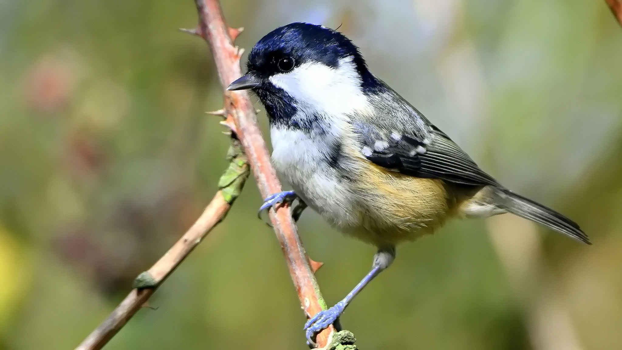 Small Bird Perched on Branch Symbolizing Delicate Balance and Natural ...