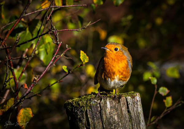 Robin Rests on Mossy Stump, Portraying Resilience and Quiet Presence ...