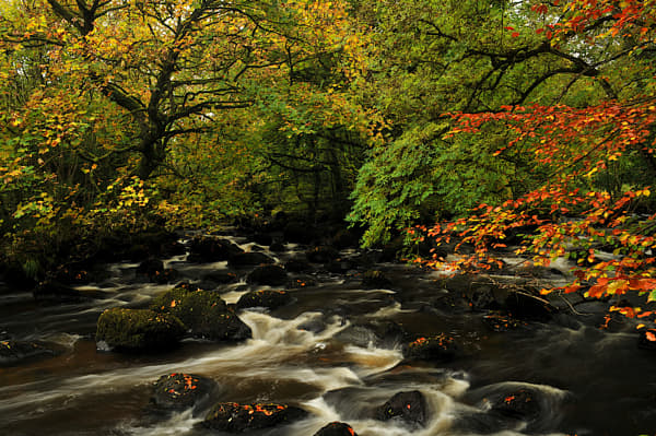 Forest Stream Cascading Through Autumn Foliage Expressing Natural ...