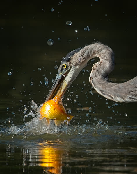 Graceful Heron Catches Fish in a Display of Natural Instinct and Wild ...