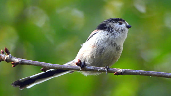Long Tailed Tit on hunt... by A. Amerikali | 500px