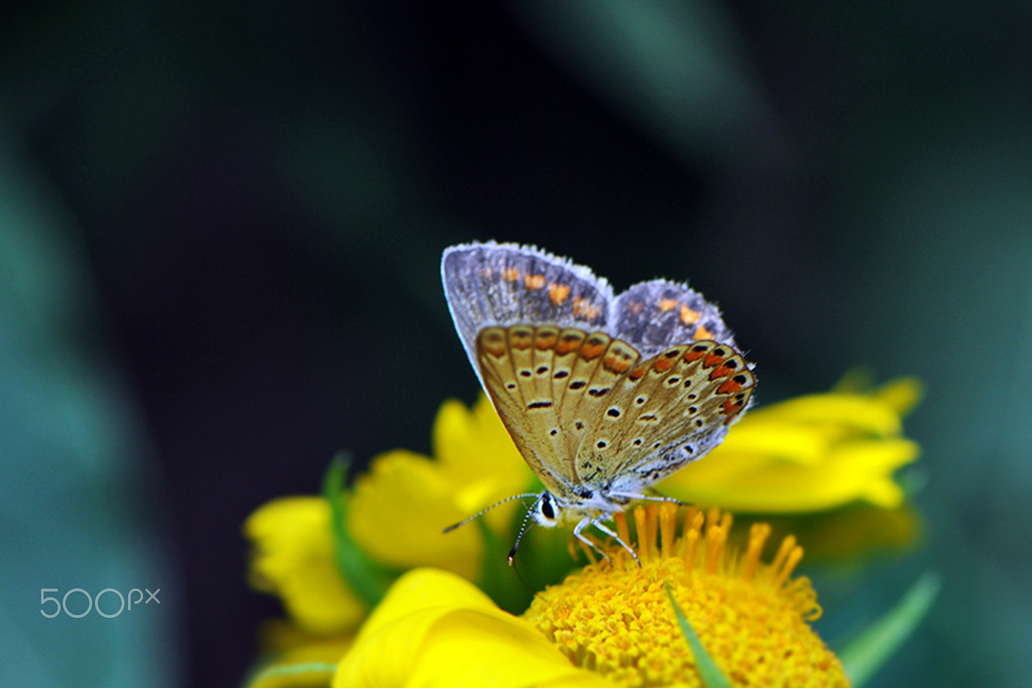 Delicate Butterfly on Yellow Flower Symbolizing Fragility and Natural ...