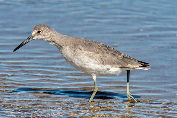 Willet by Robert Kramer | 500px