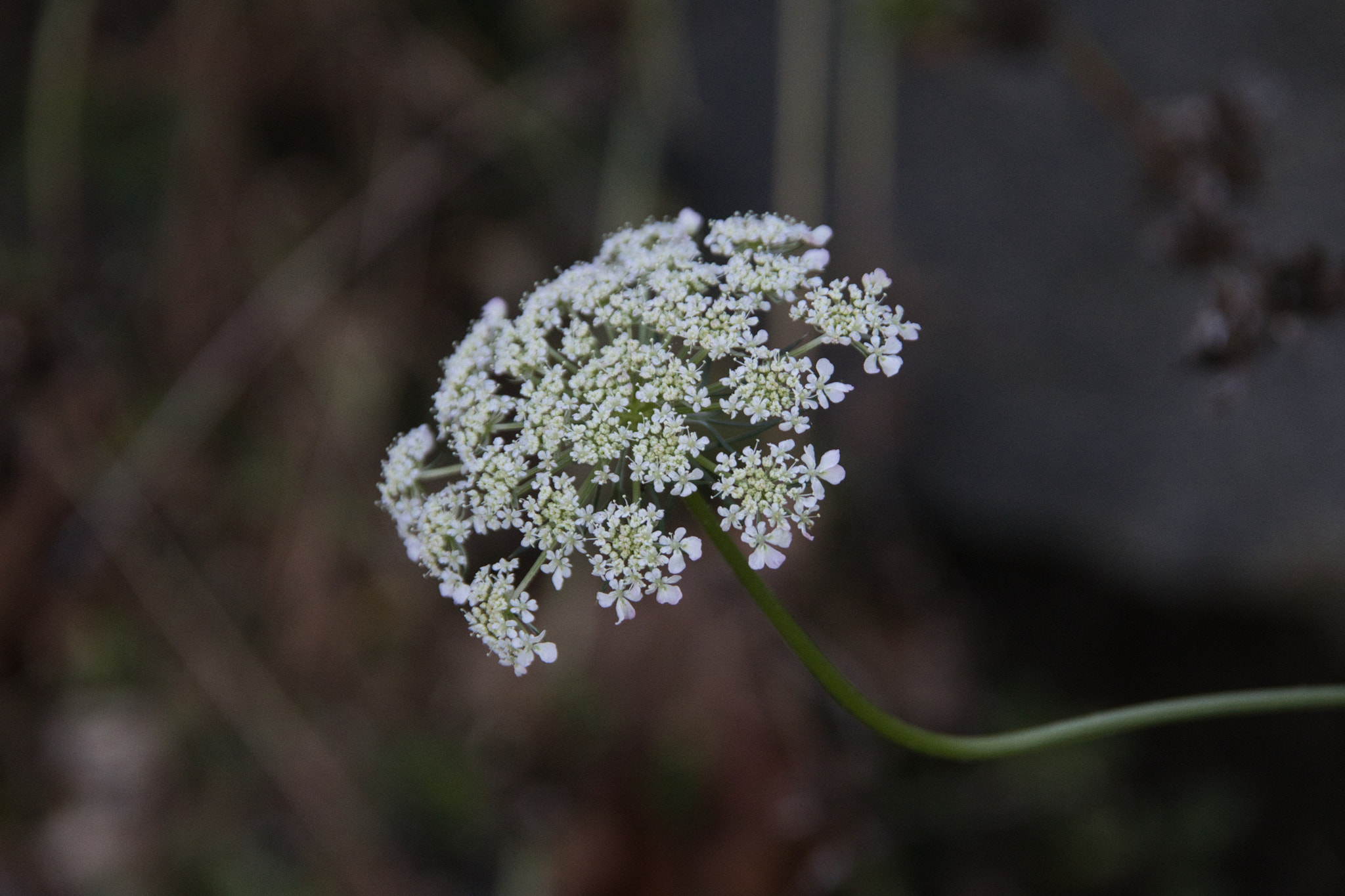 Delicate White Flowers Bloom Symbolizing Purity and Natural Beauty ...