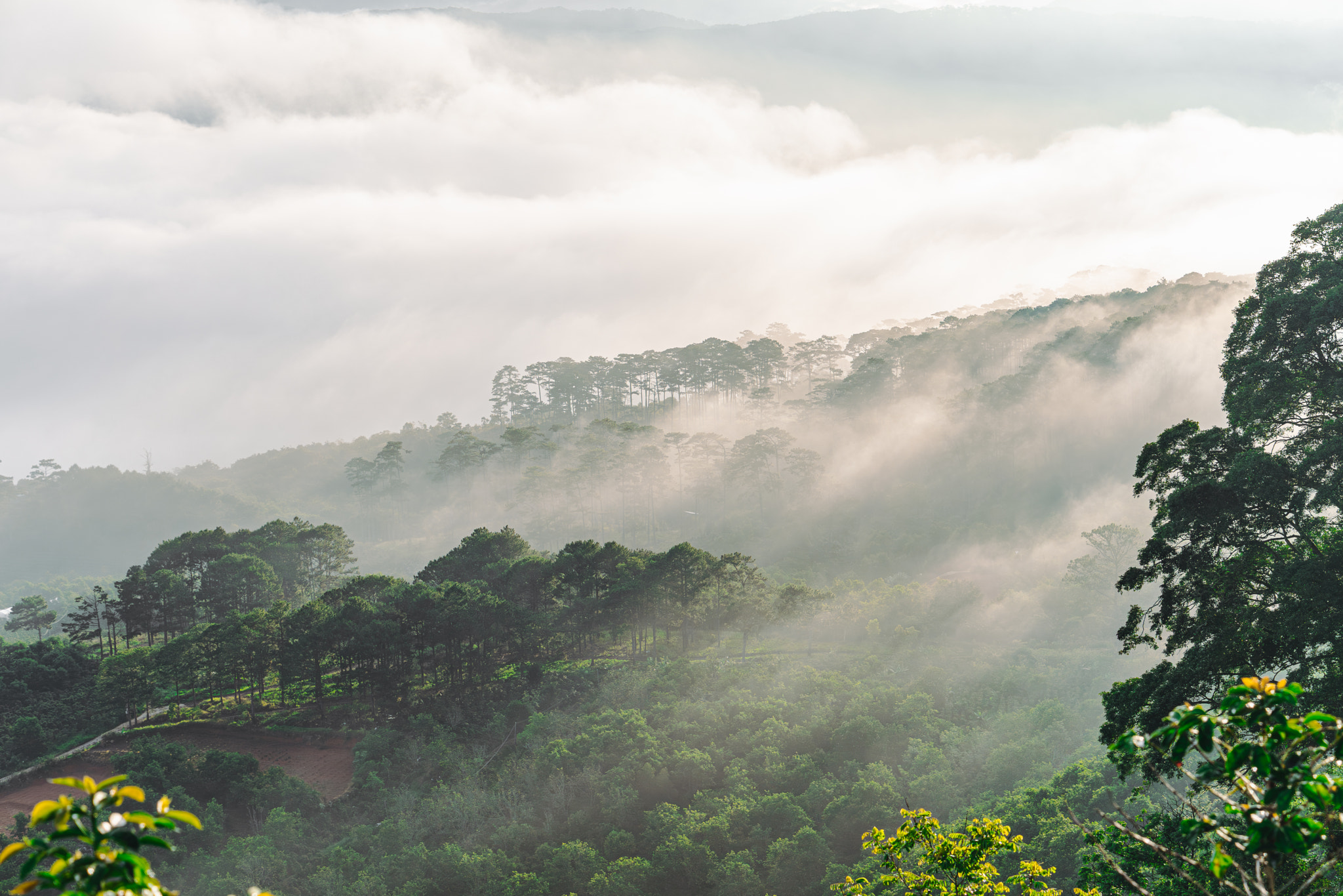 Misty Forest Landscape Revealing Ethereal Beauty and Mystery ...