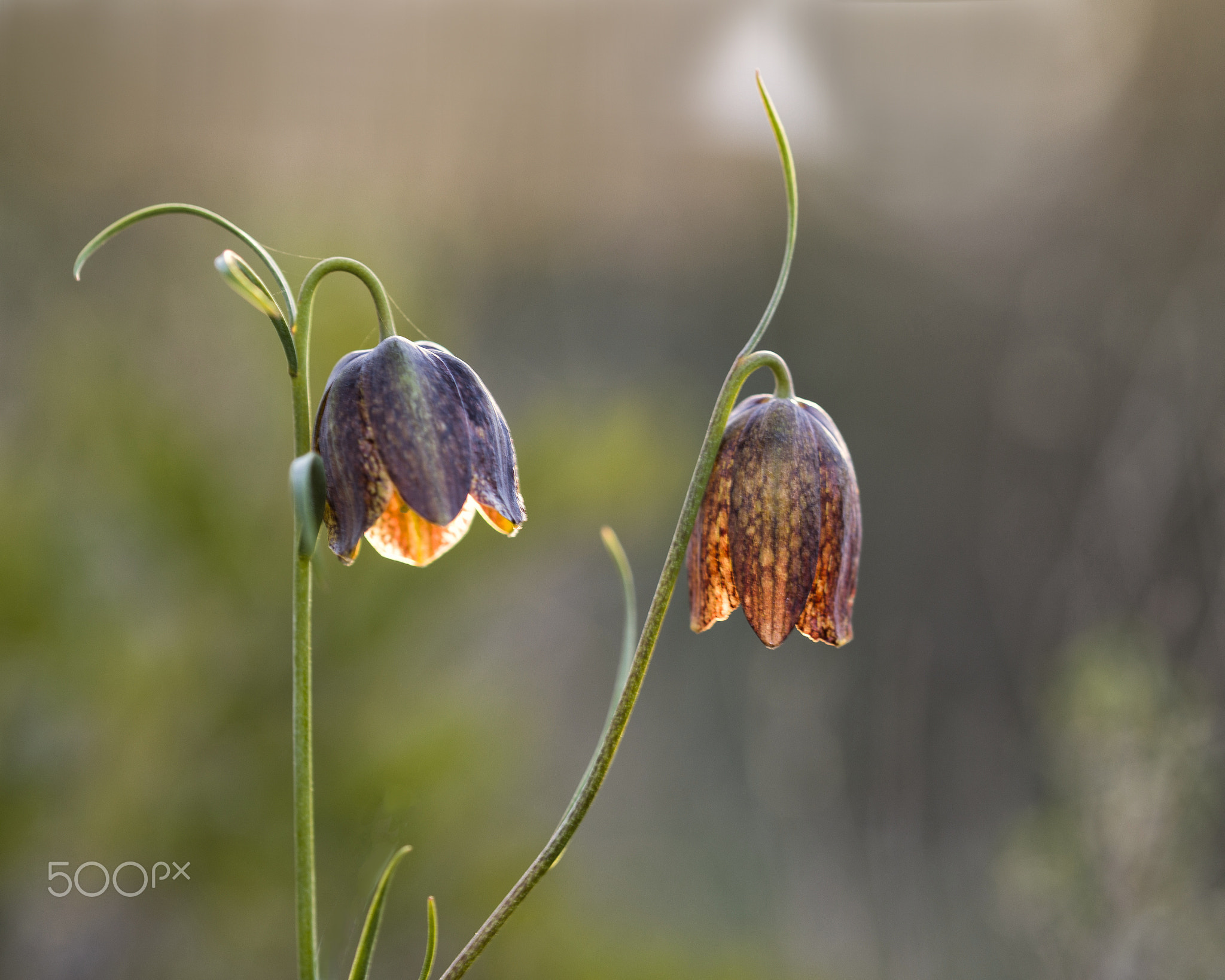 Delicate Fritillaria Blooms Symbolizing Ephemeral Beauty and Natural ...