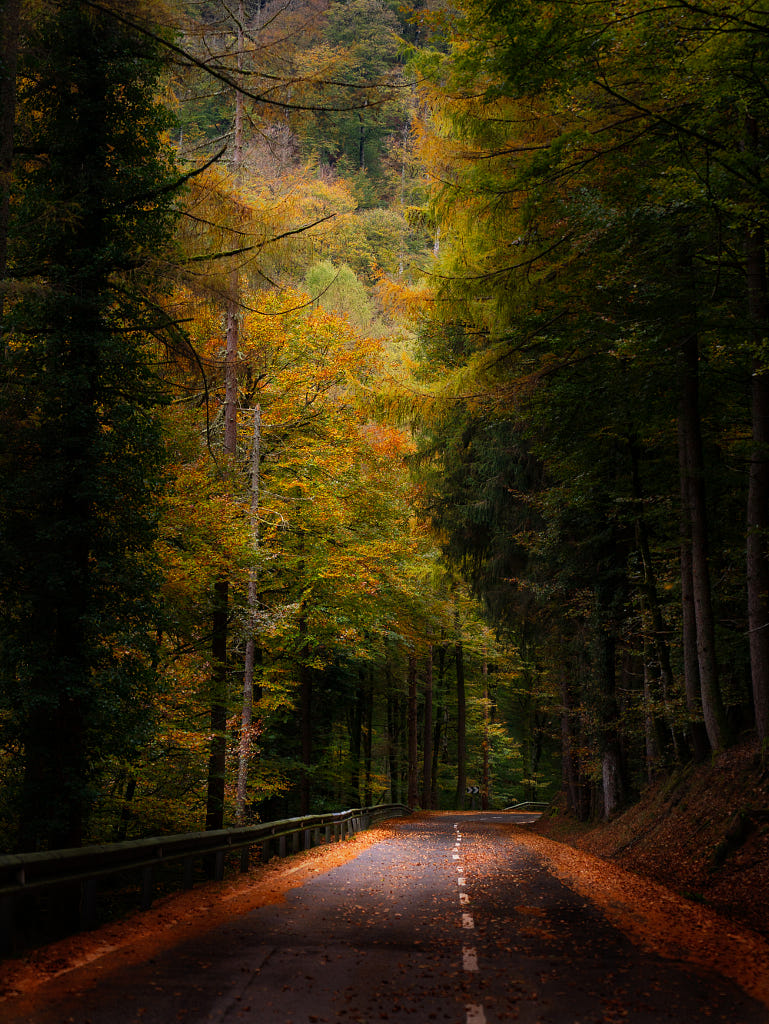 Forest Road Invites Journey and Discovery into the Unknown | landscape ...