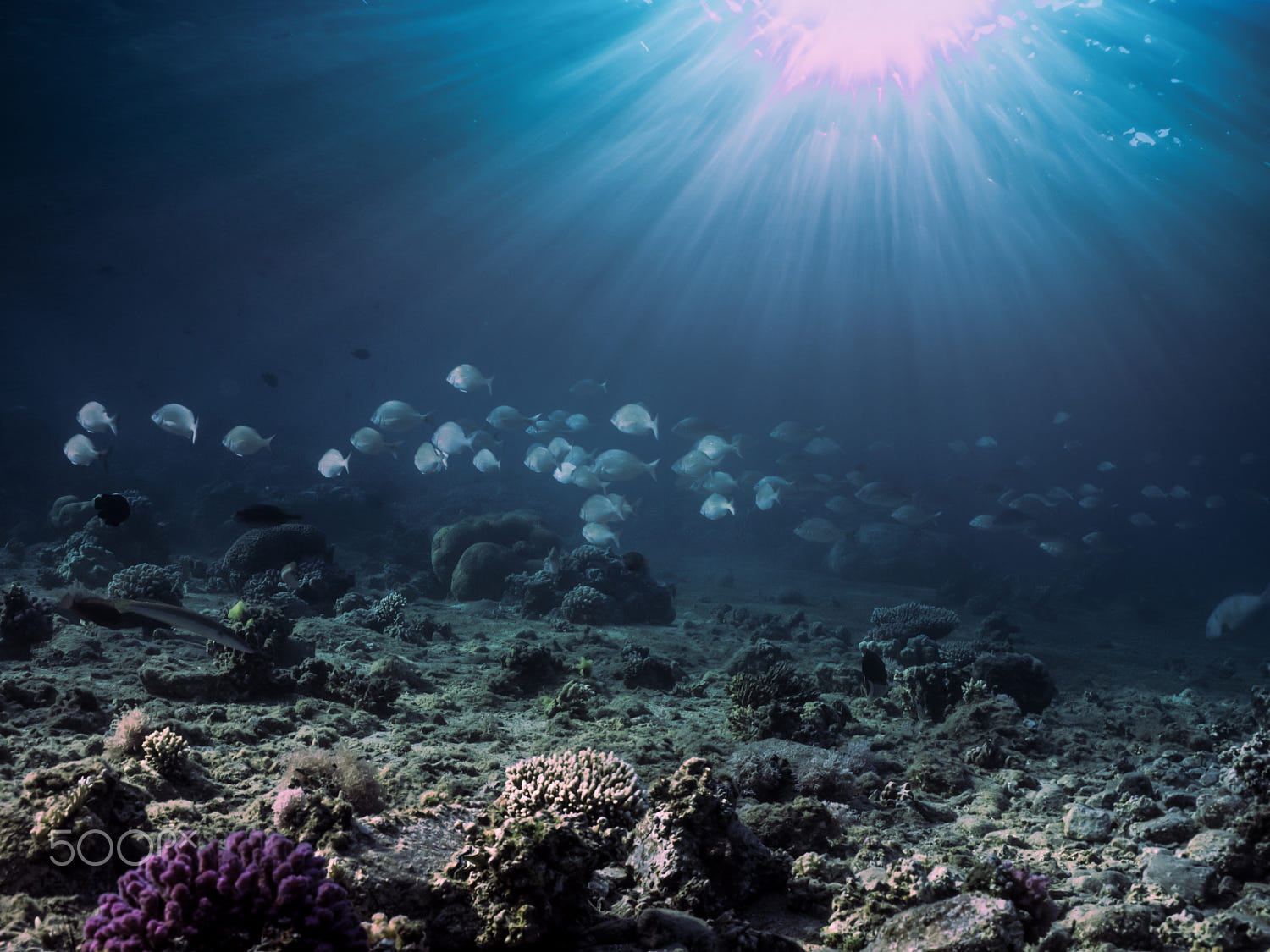 Underwater Sunset by Omar Saad / 500px