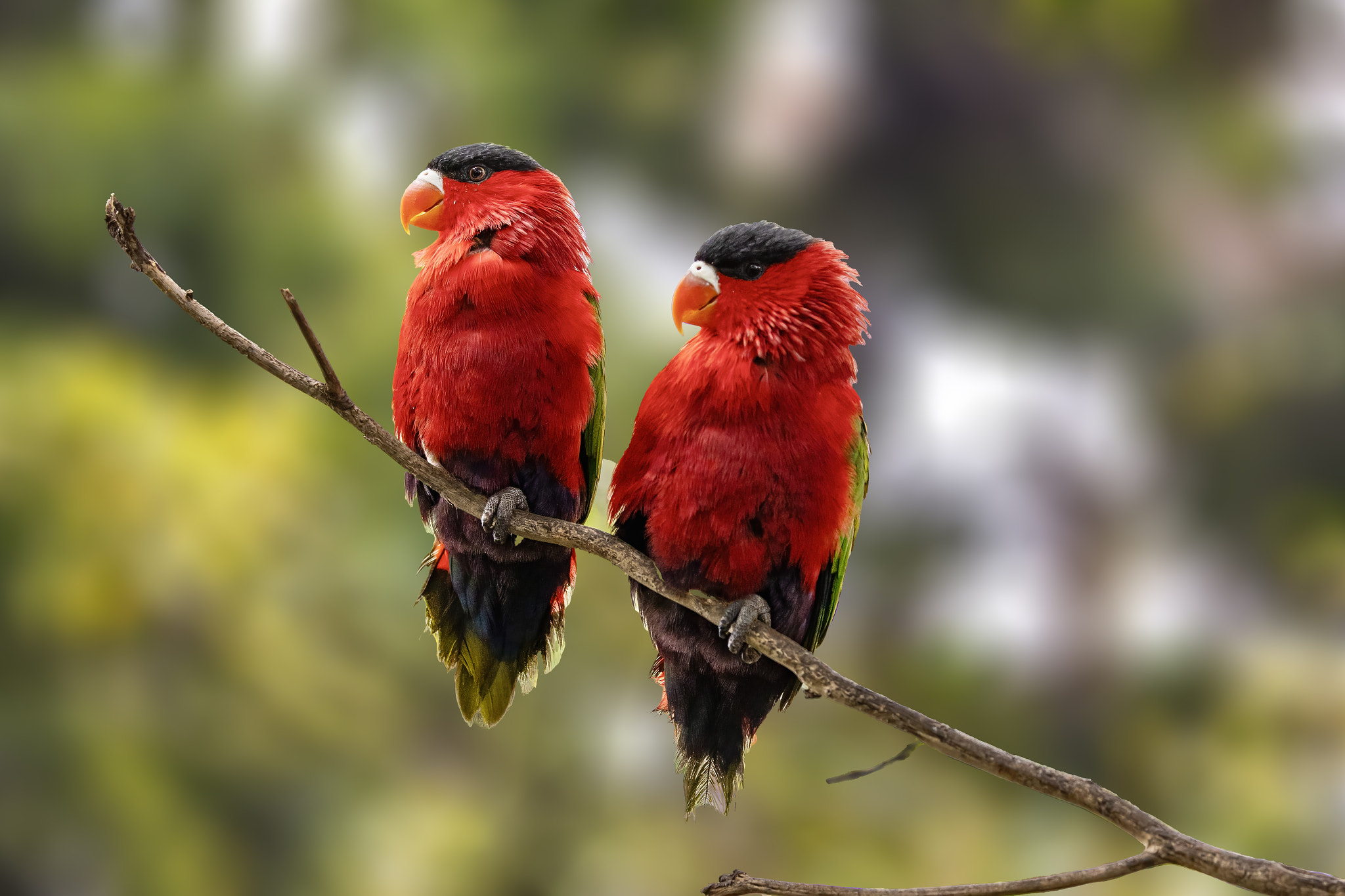 Two Vibrant Birds Perched on Branch Symbolizing Connection and ...