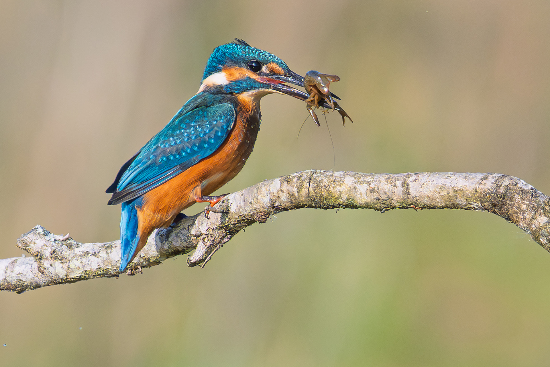 Kingfisher Perched on Branch Symbolizing Nature's Delicate Balance ...