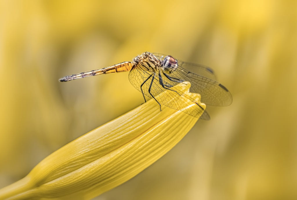 Woman in Red Dress Posing by Piano in Abandoned Building | people photo ...