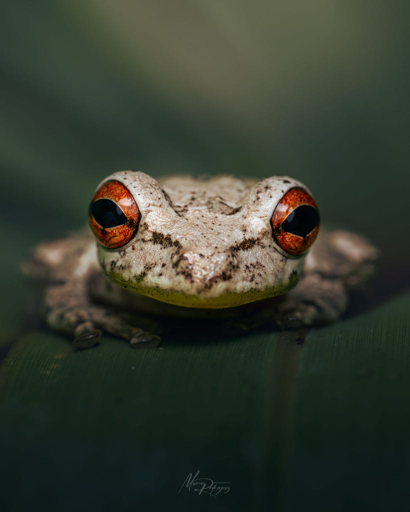 Mery by Aleksey Tarakhti | 500px