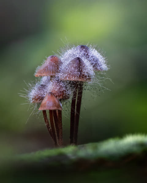 Fuzzy Mushrooms Emerge in Mystical Forest Glow | nature photo by Luc ...