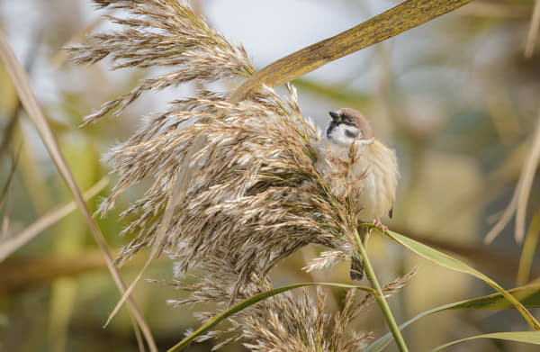 Mimicry by Юрій | 500px