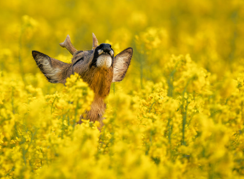 Mimicry by Юрій | 500px