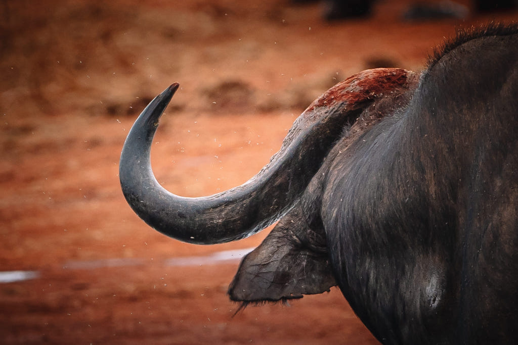 Cansancio de Fiona by Marcelo Rizzo | 500px
