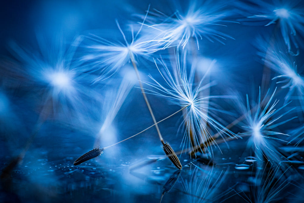 2025 (325) by Gecko Geckolinsky | 500px