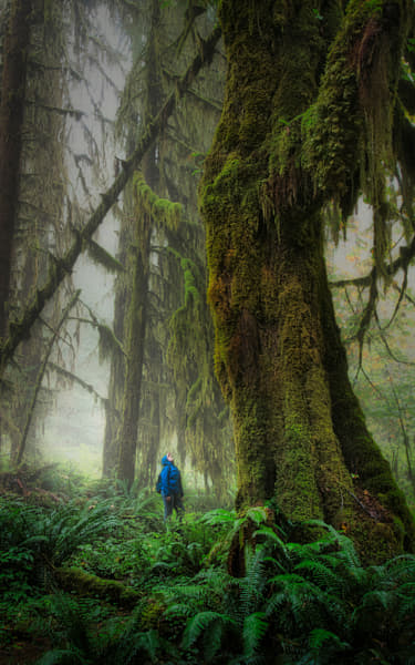 Enchanted Forest with Lone Figure Suggesting Wonder and Mystical ...
