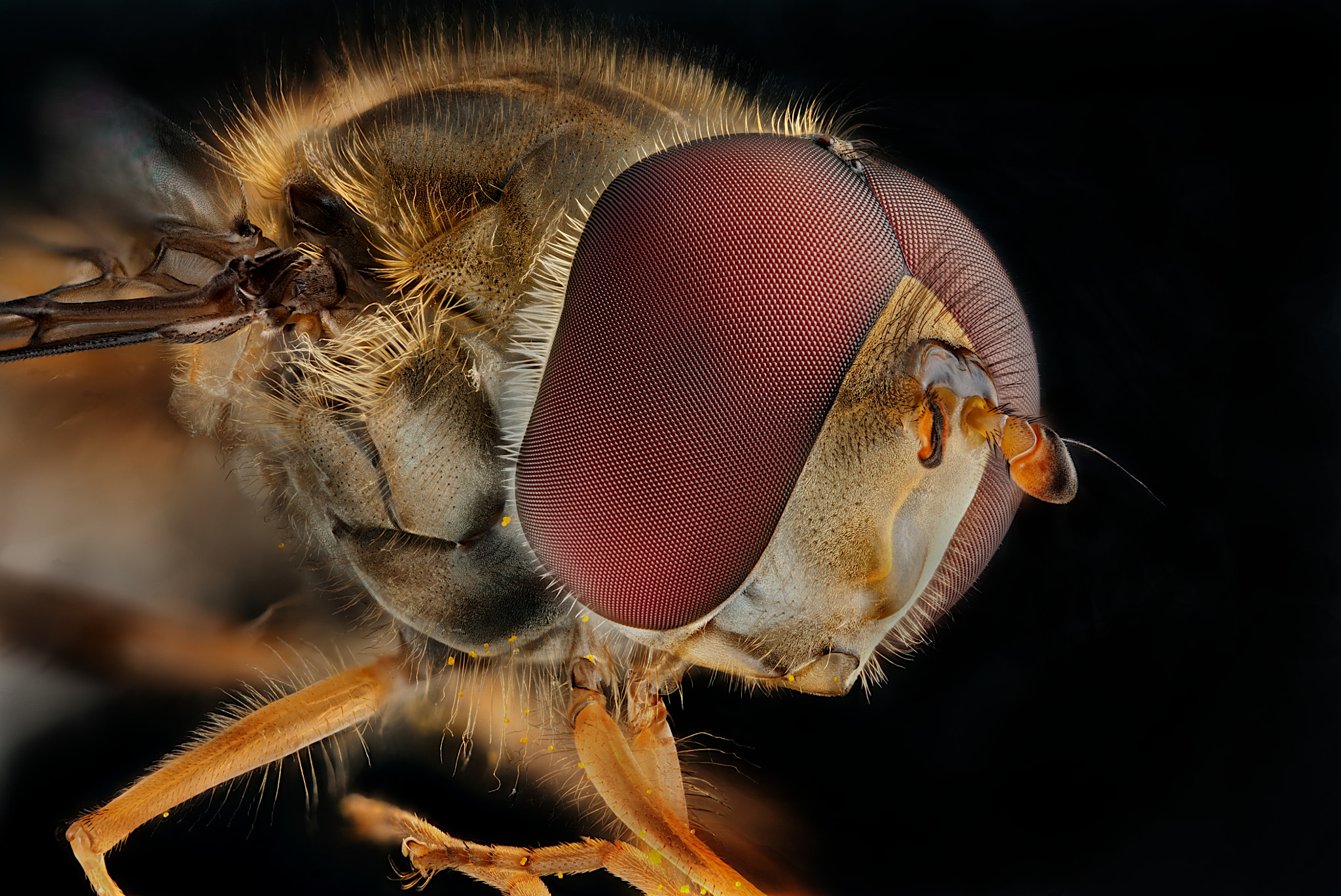 Intricate Insect Eye Reveals Nature's Complex Design | nature photo by ...