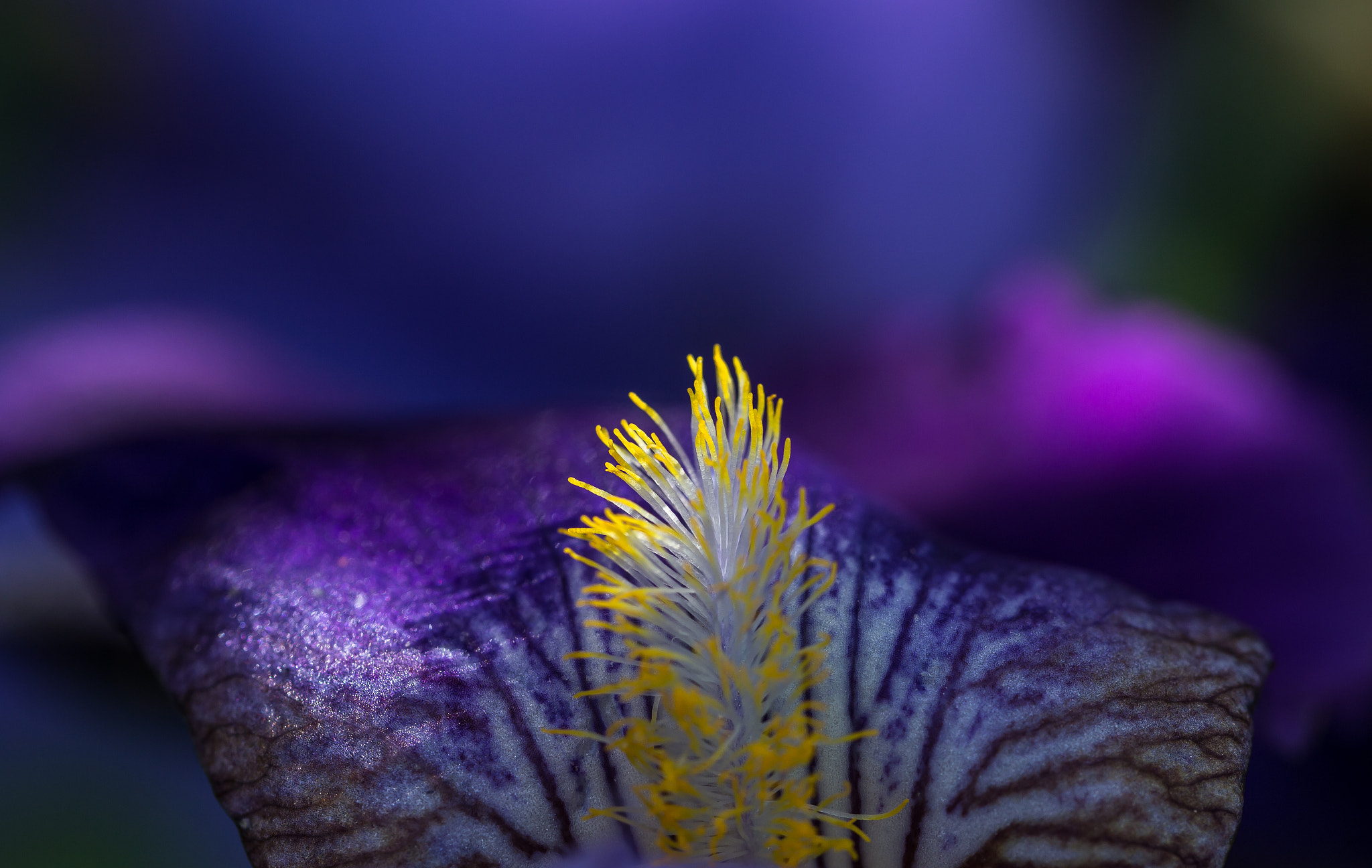 Colors of an Iris by Winfried Werner / 500px