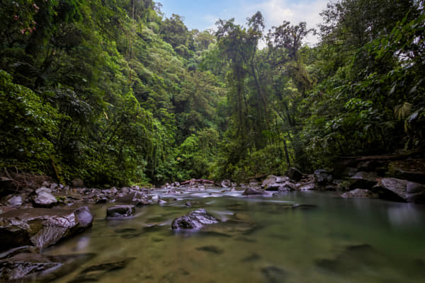 Lush River in Forest Representing Serenity and Untamed Nature ...